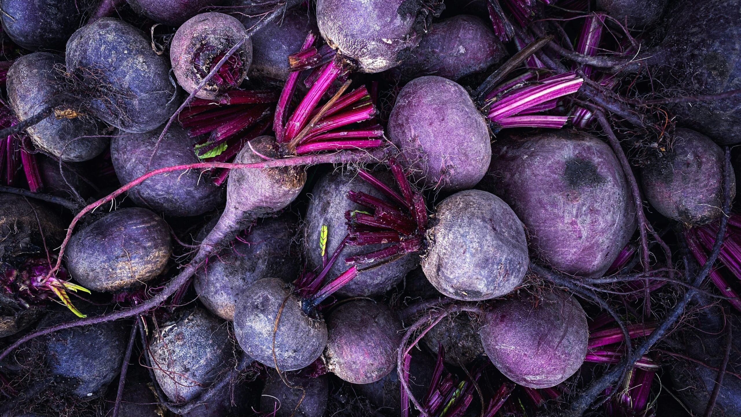 Supporting Canine Digestive Health: Beet Pulp in Dog Food | First Reach ...