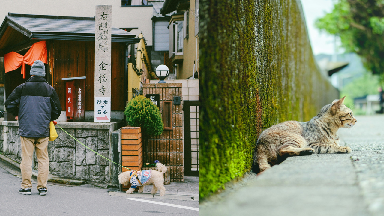 Outlook for the Pet Food Industry in Japan | First Reach Thailand
